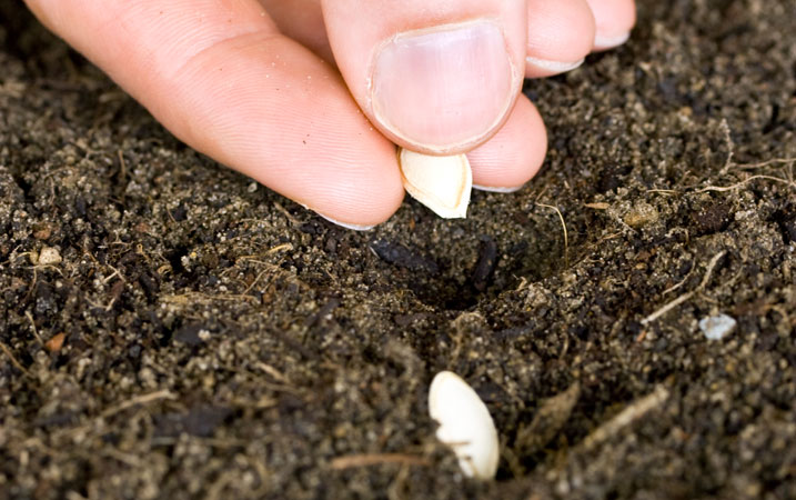 Planting a Seed - Lam Tang Kung Fu Academy